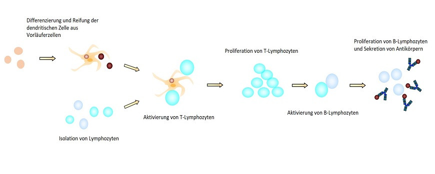 In vitro Immunisierung - Forschung - Immuntechnologie - Prof. Dr. Katja ...