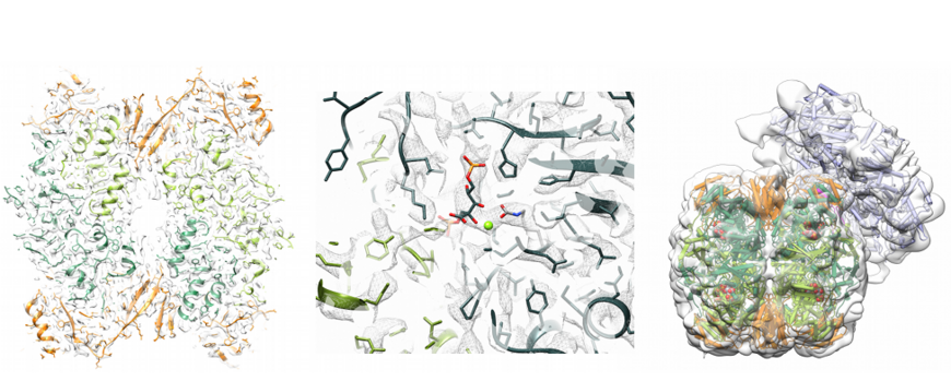 Rubisco assembly and Rubisco activase - Research - Biochemistry - Prof ...